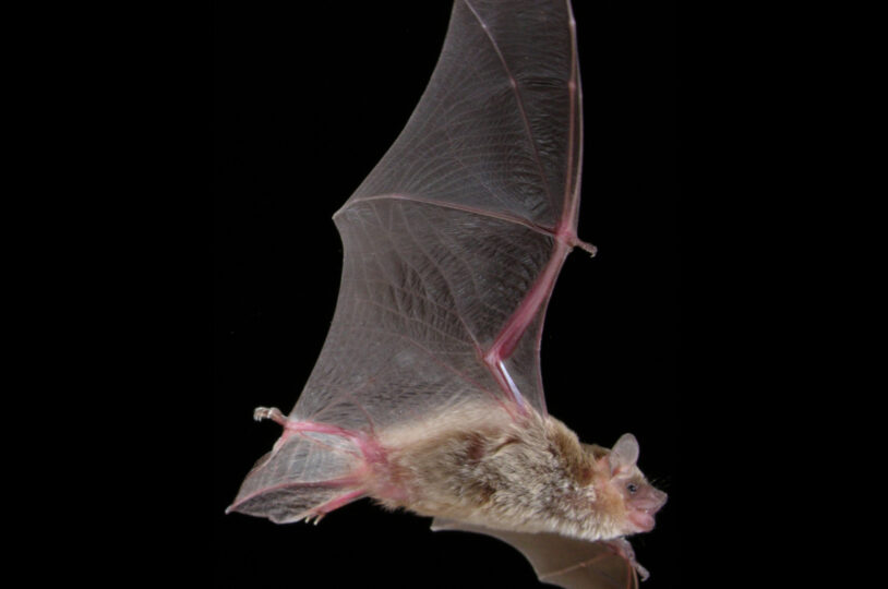 Micro-bats - All About Bats