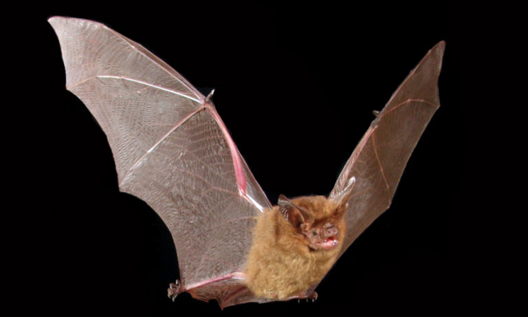 Evening bats Archives - All About Bats
