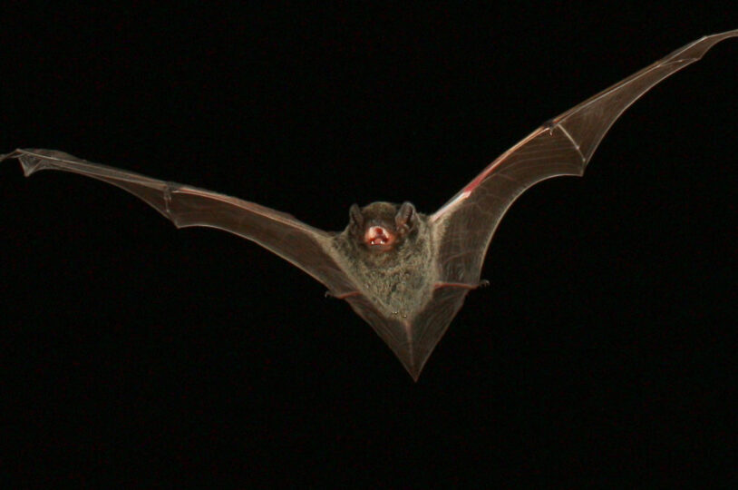 Micro-bats - All About Bats