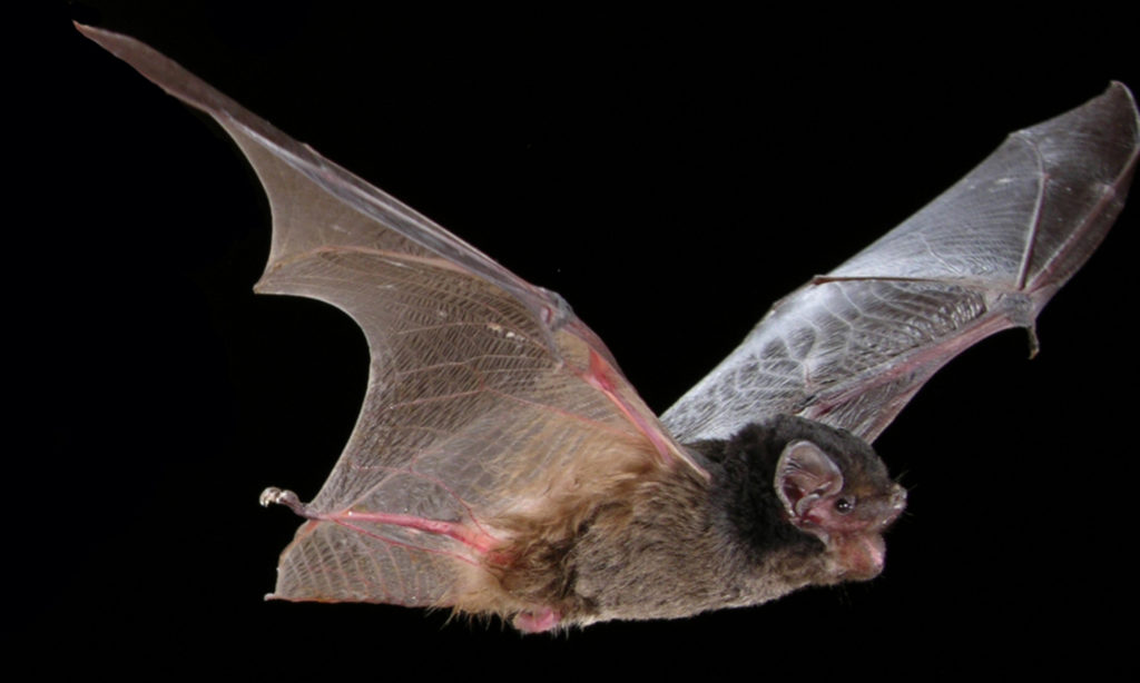 Gould's wattled bat - All About Bats