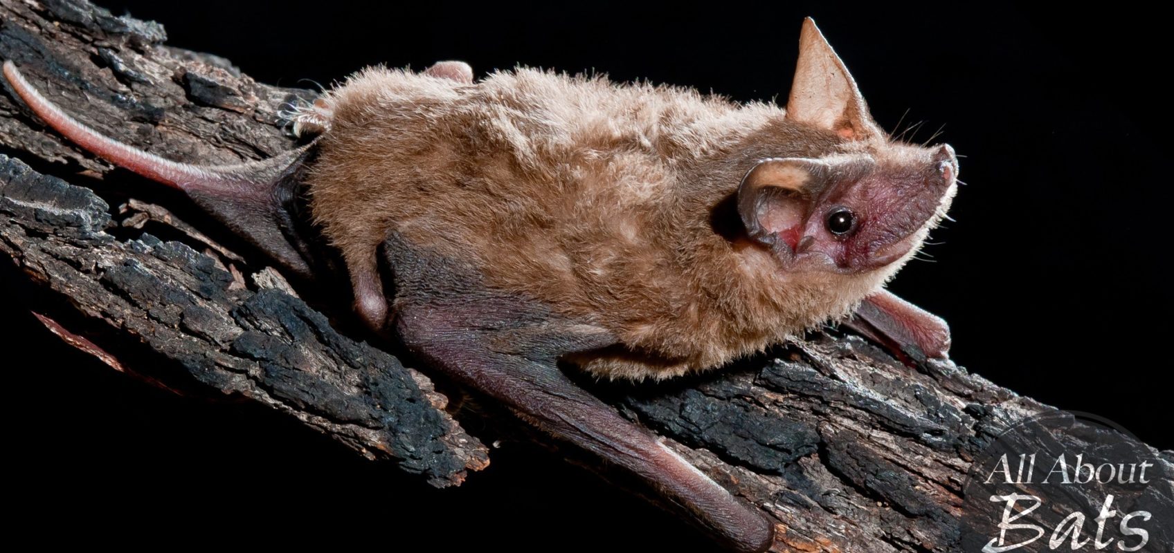 Northern freetail bat - All About Bats