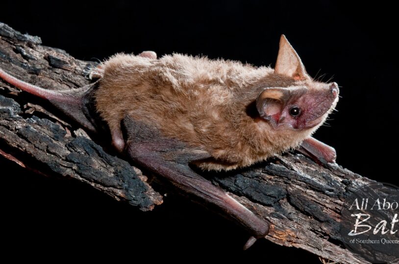 Micro-bats - All About Bats
