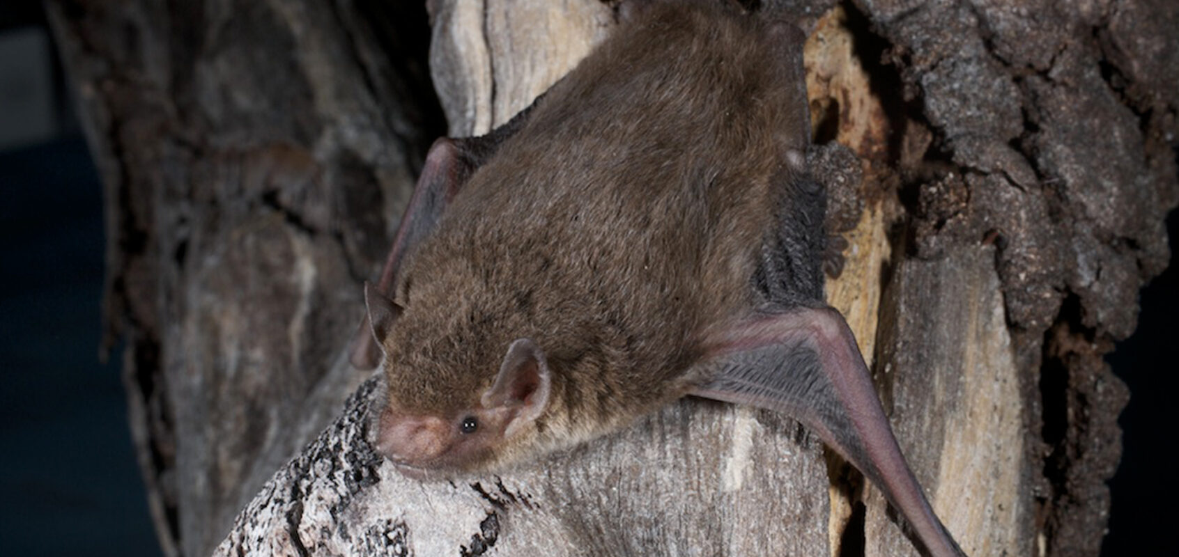Little forest bat - All About Bats