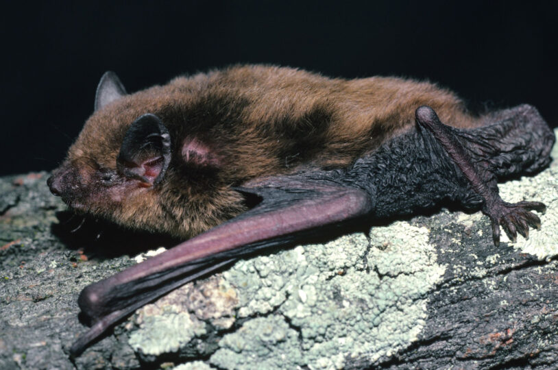 Micro-bats - All About Bats