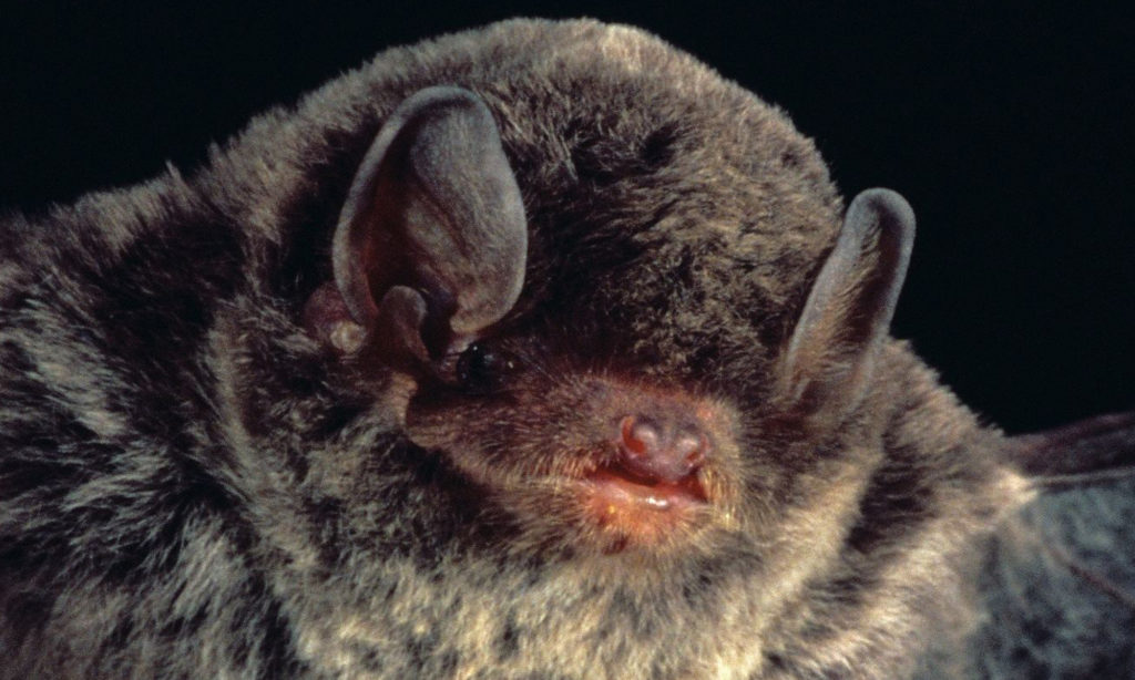 Micro-bats Archives - All About Bats