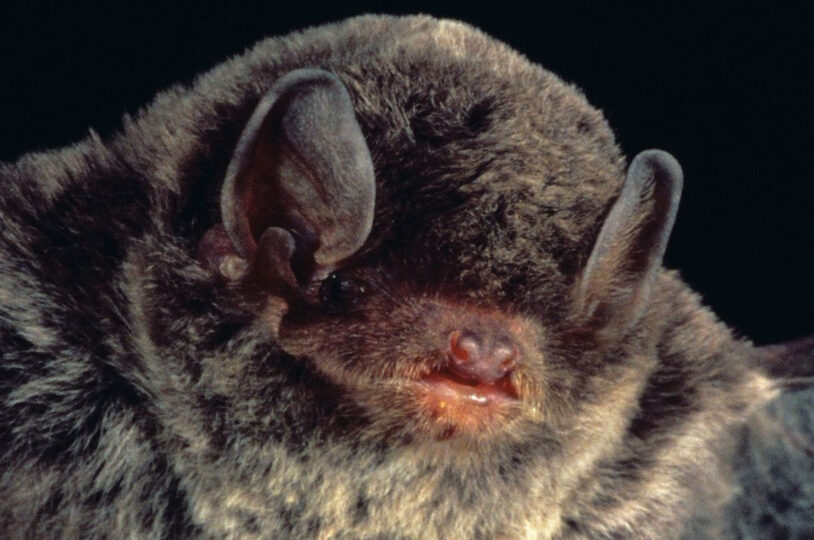Micro-bats - All About Bats
