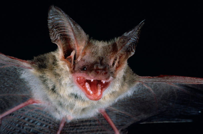 Micro-bats - All About Bats
