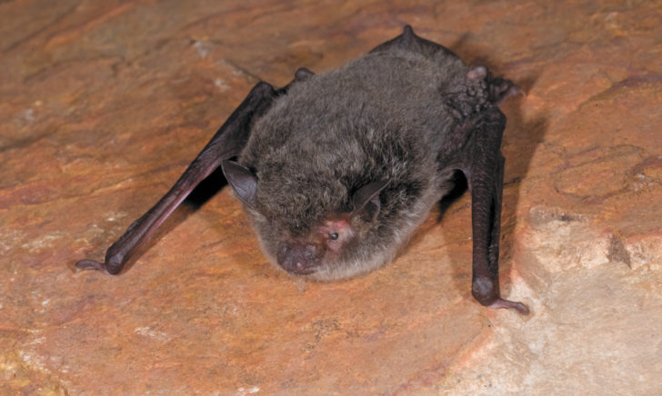 Evening bats Archives - All About Bats