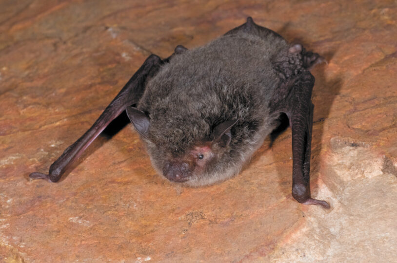 Micro-bats - All About Bats