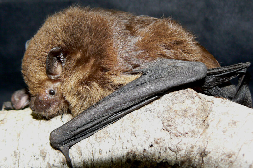 Micro-bats - All About Bats