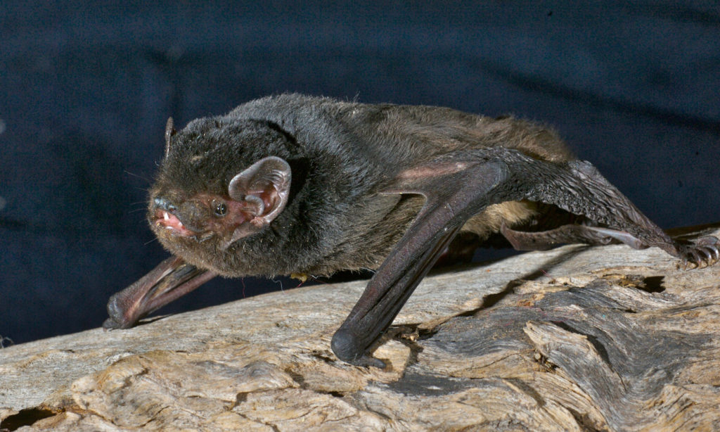 Gould's wattled bat - All About Bats