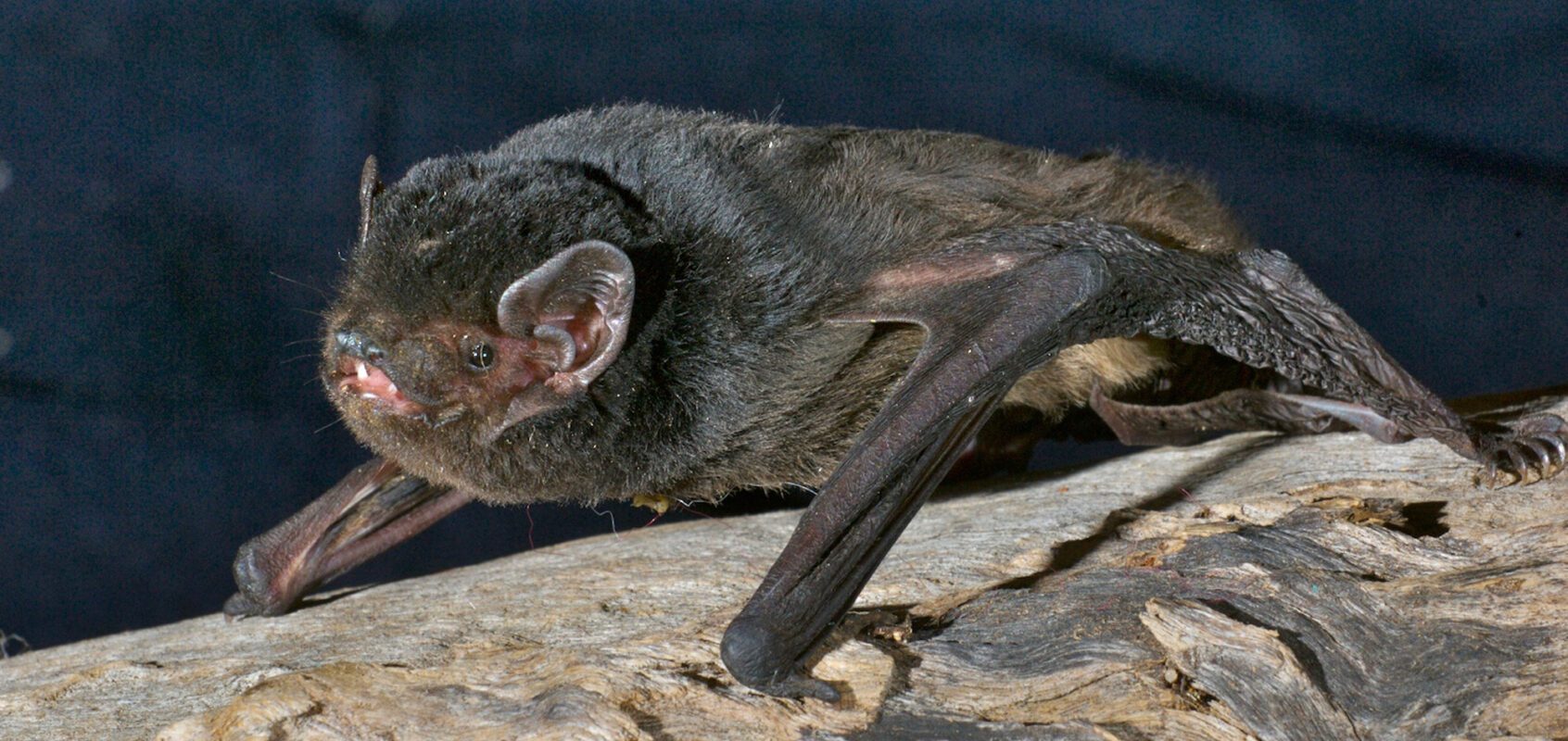 Gould's wattled bat - All About Bats