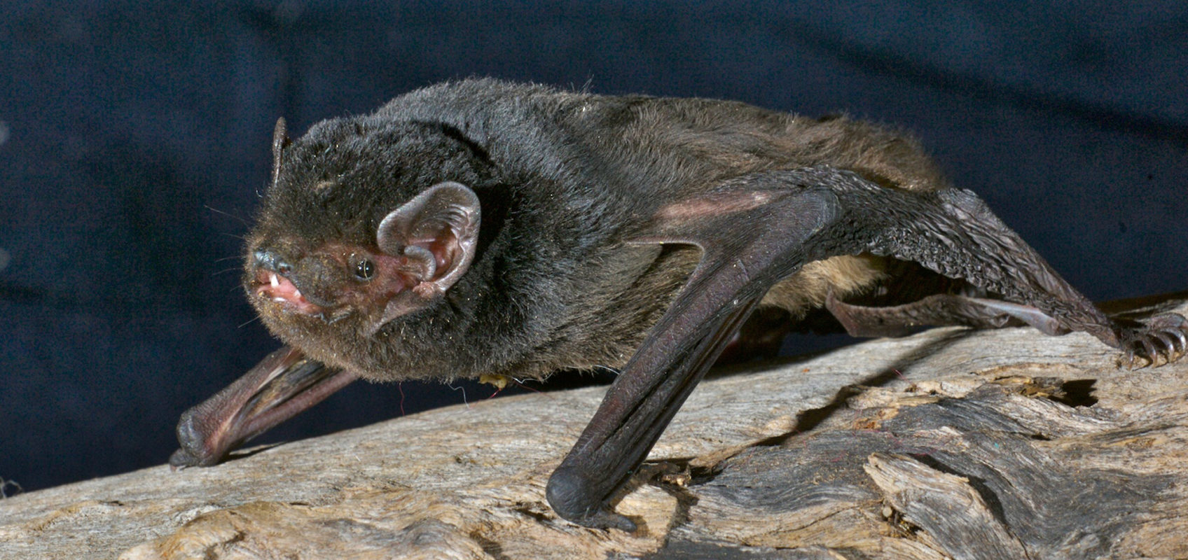Gould's wattled bat - All About Bats