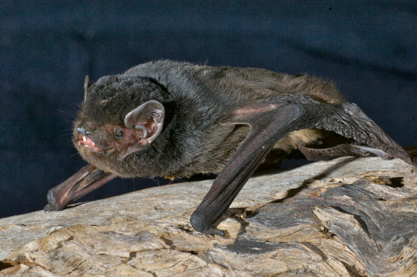 Micro-bats - All About Bats