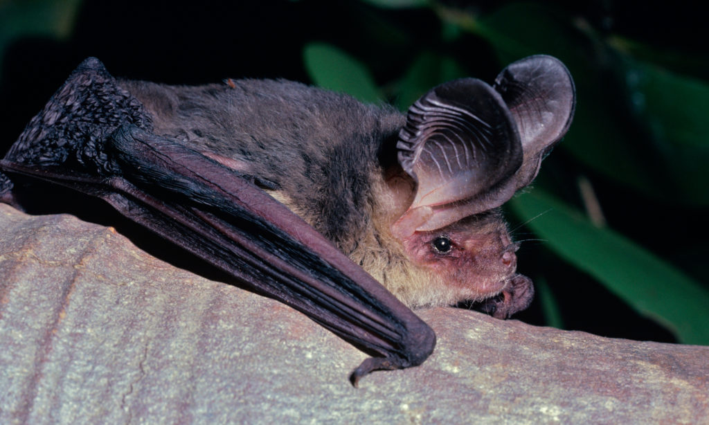 Evening bats Archives - All About Bats