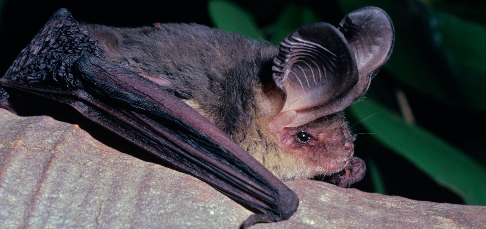 Gould's long-eared bat - All About Bats