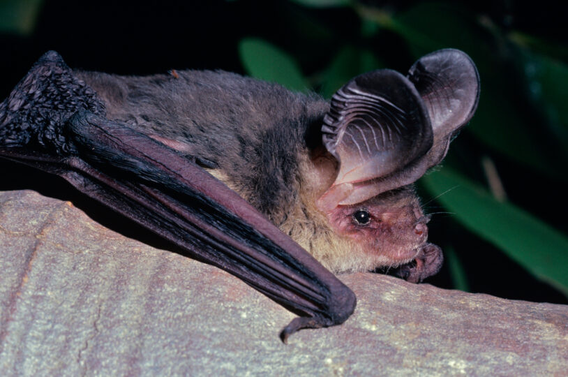 Micro-bats - All About Bats