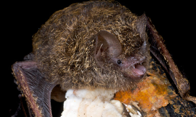 Micro-bats Archives - All About Bats