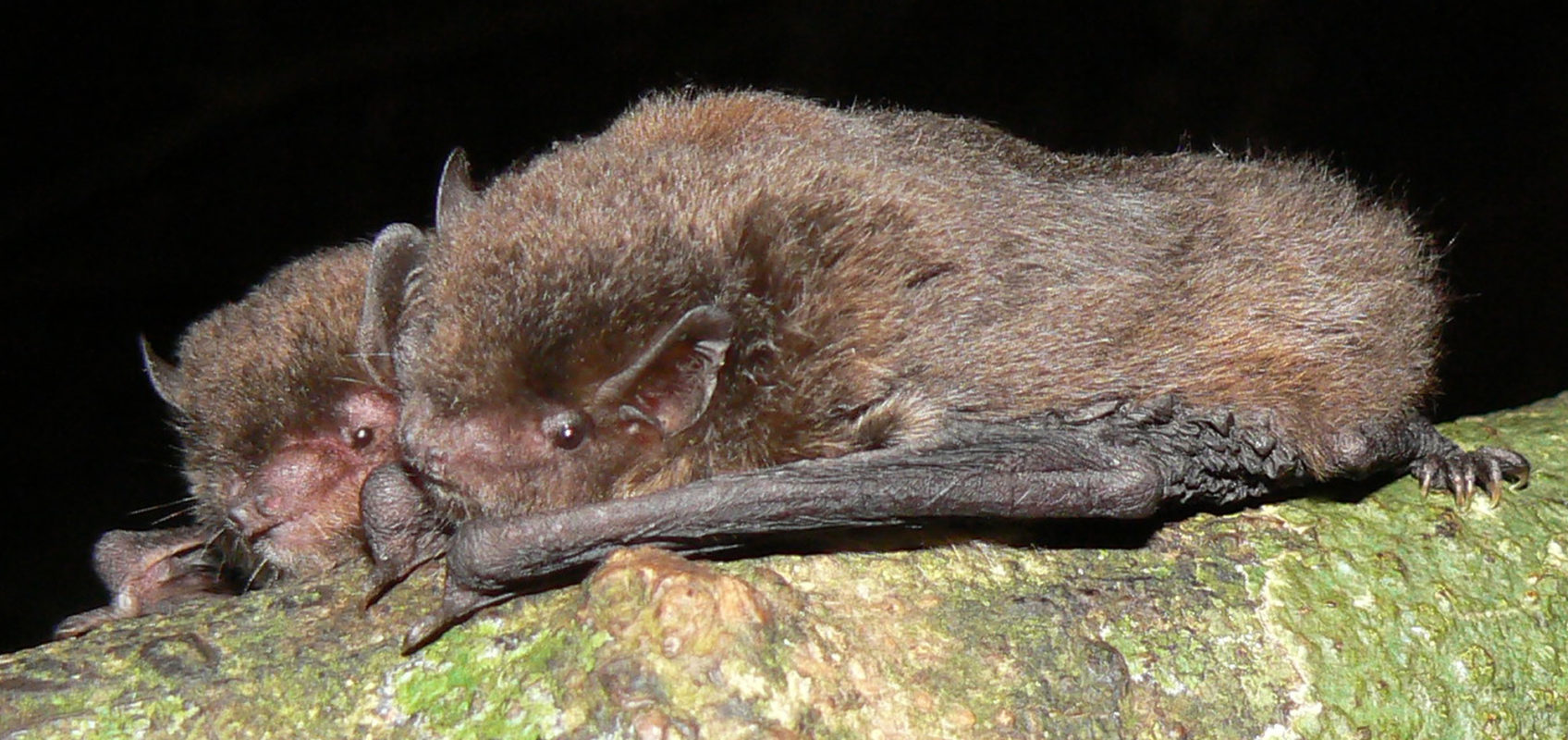 Eastern forest bat - All About Bats