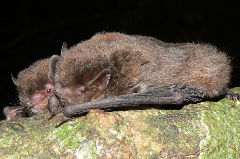 Micro-bats - All About Bats