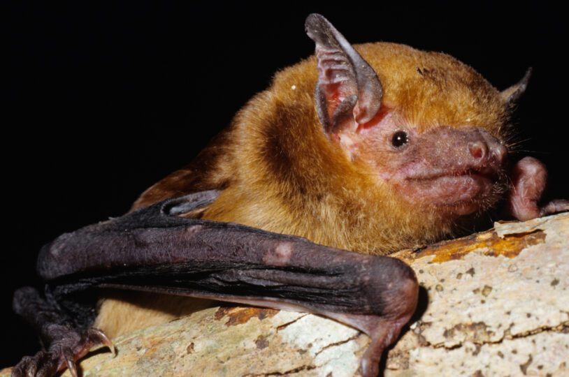 Micro-bats - All About Bats