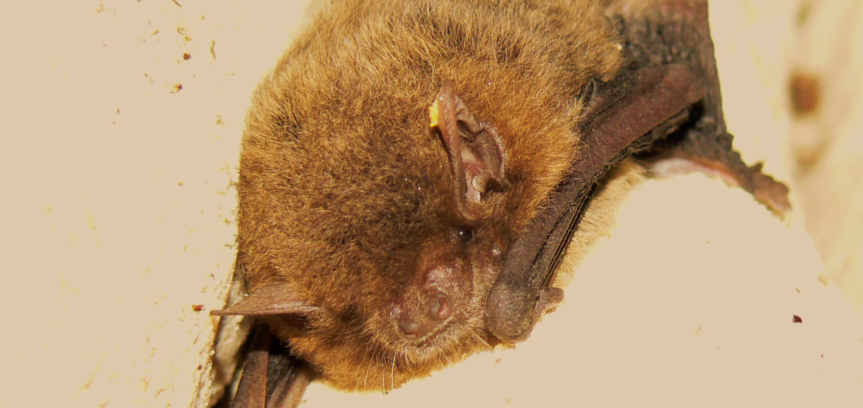 Eastern cave bat - All About Bats