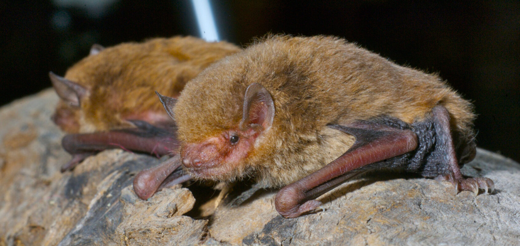 Eastern broad-nosed bat - All About Bats
