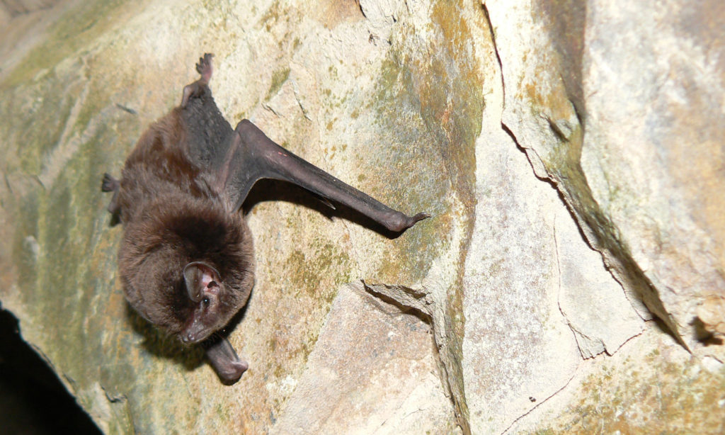 Eastern bent-wing bat - All About Bats