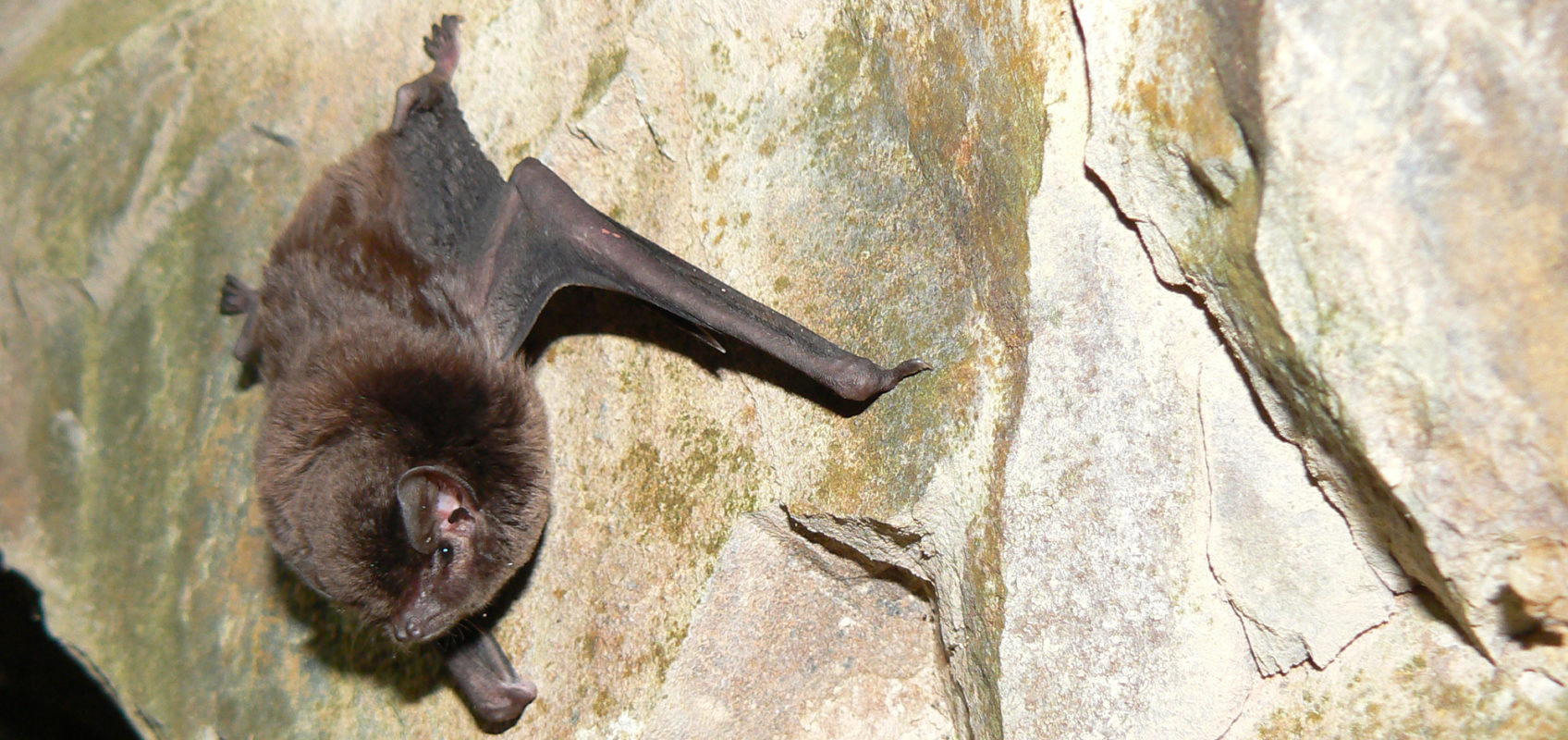 Sample Page - All About Bats