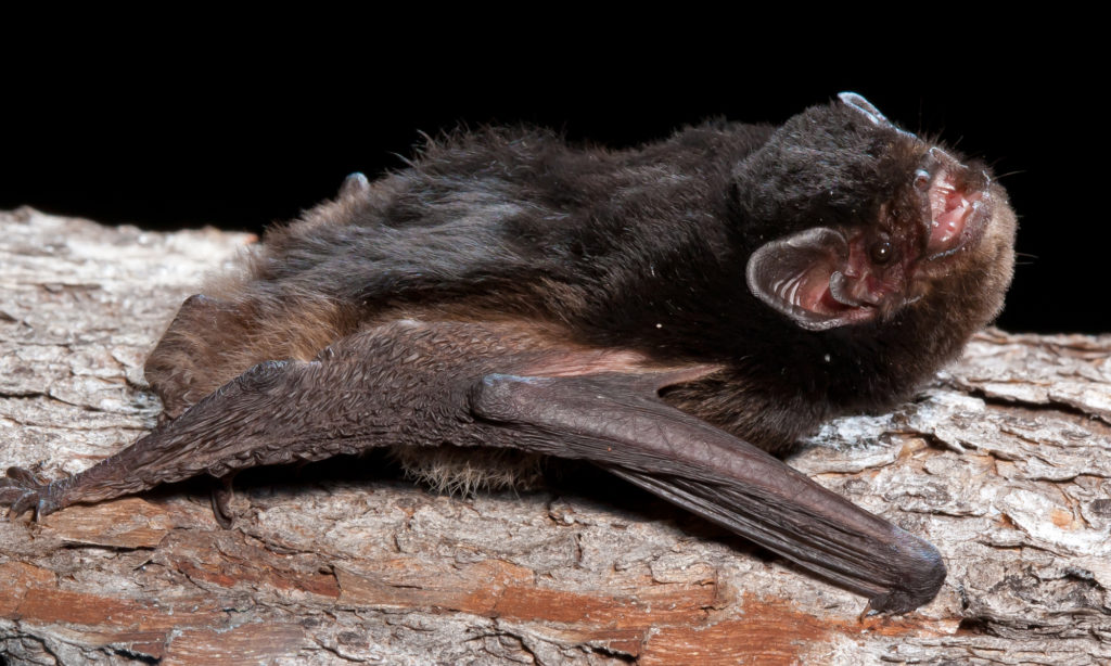 Evening bats Archives - All About Bats