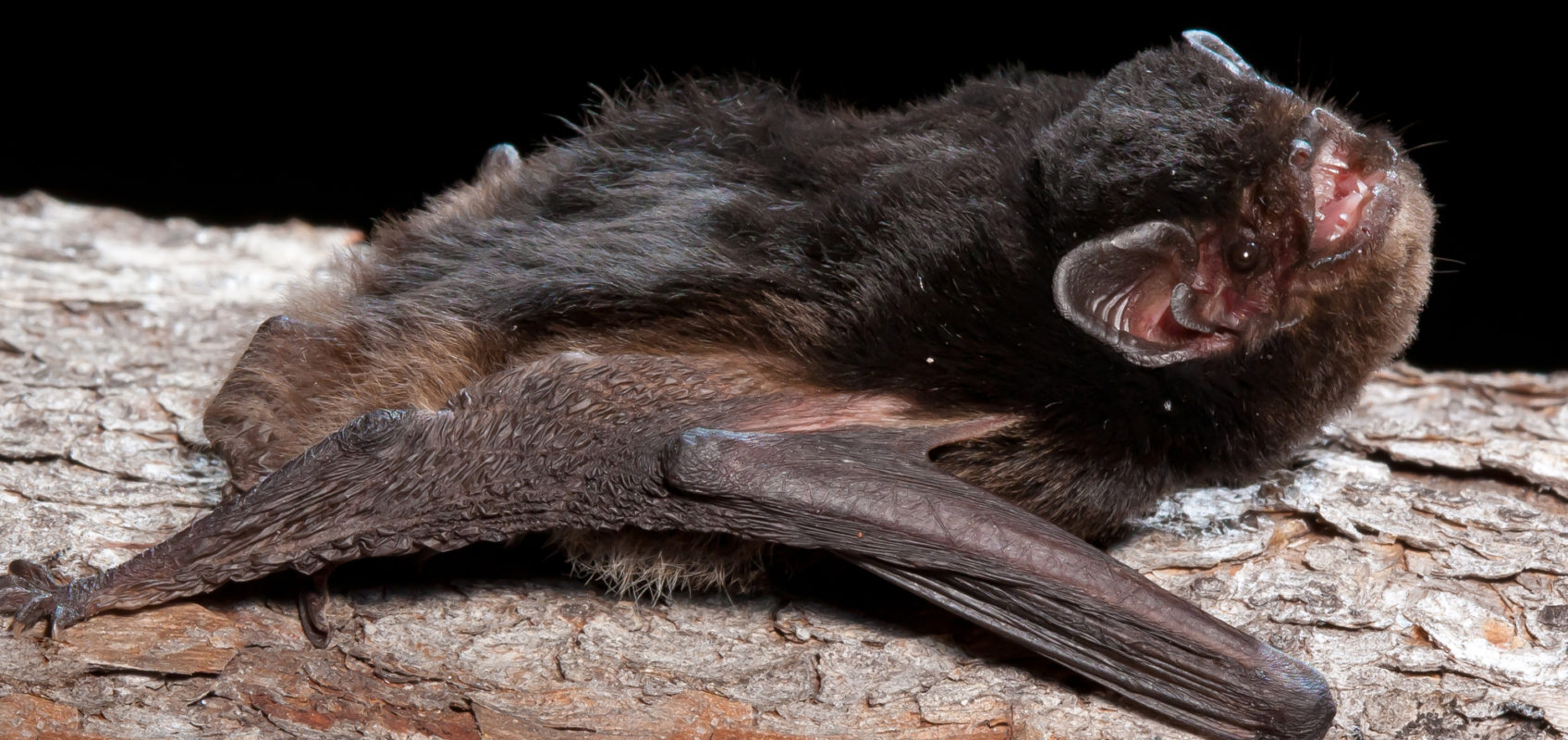 Little pied bat - All About Bats