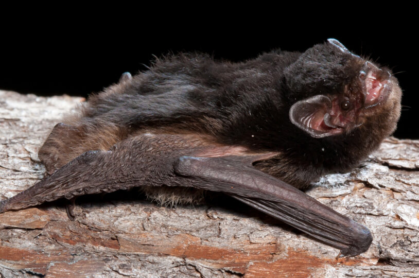 Micro-bats - All About Bats