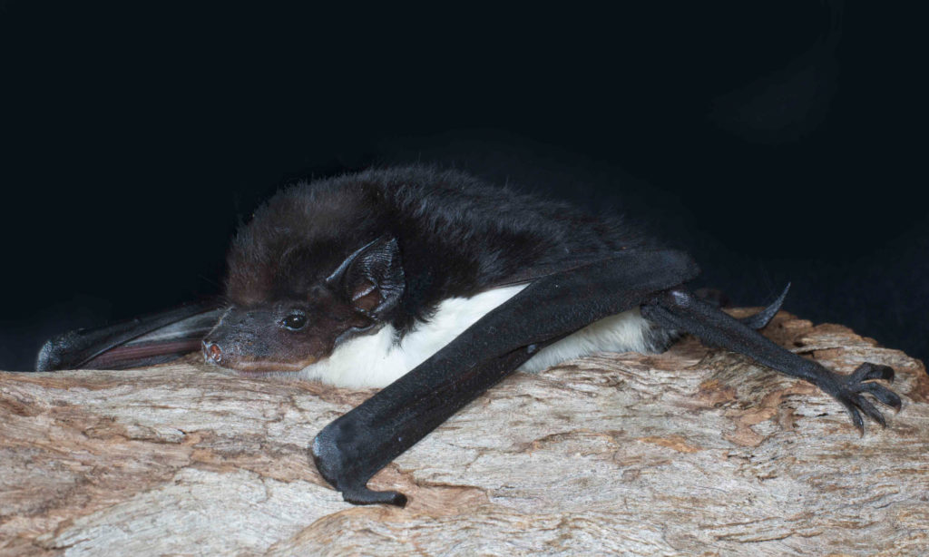 Sheathtail bats Archives - All About Bats