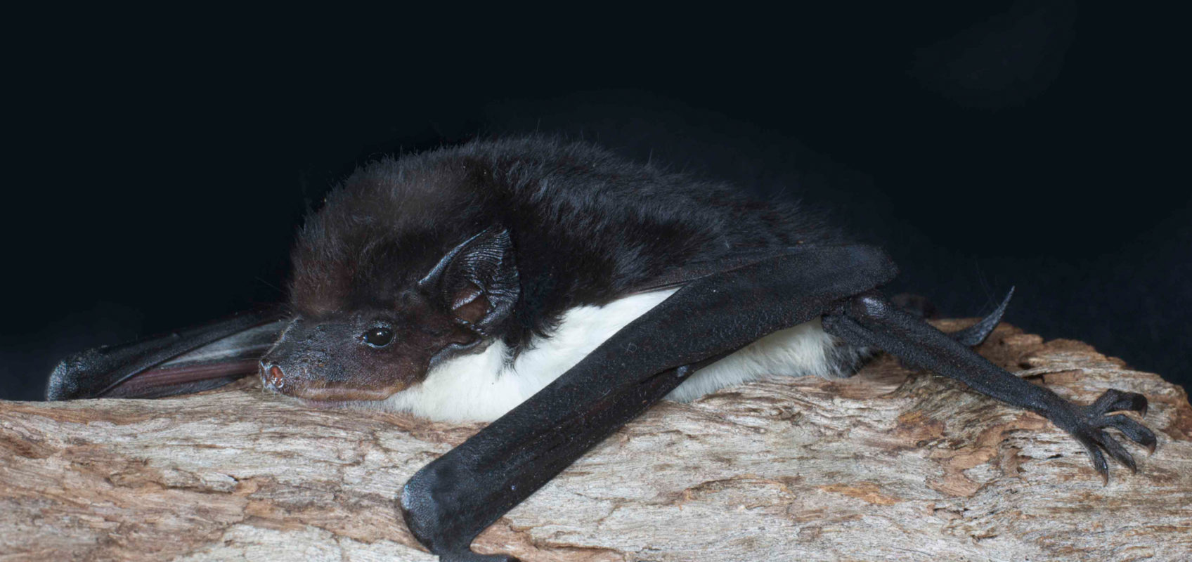 Yellow-bellied sheathtail bat - All About Bats