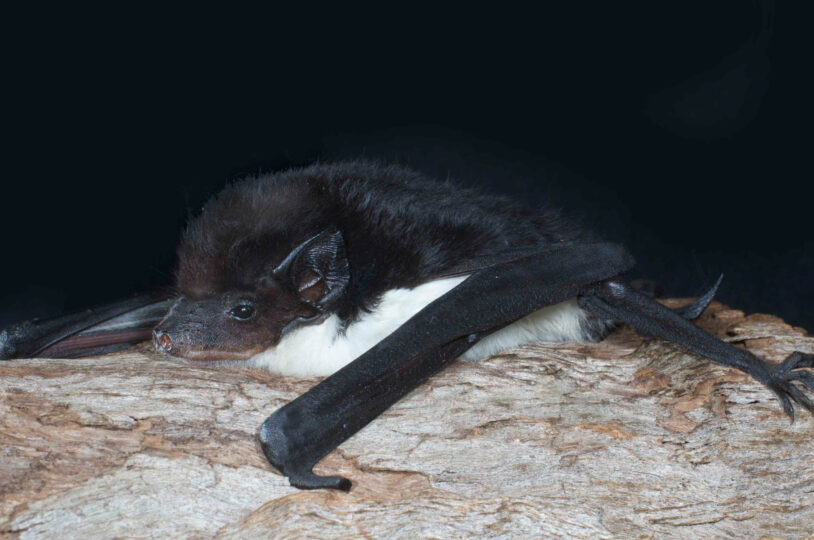 Micro-bats - All About Bats