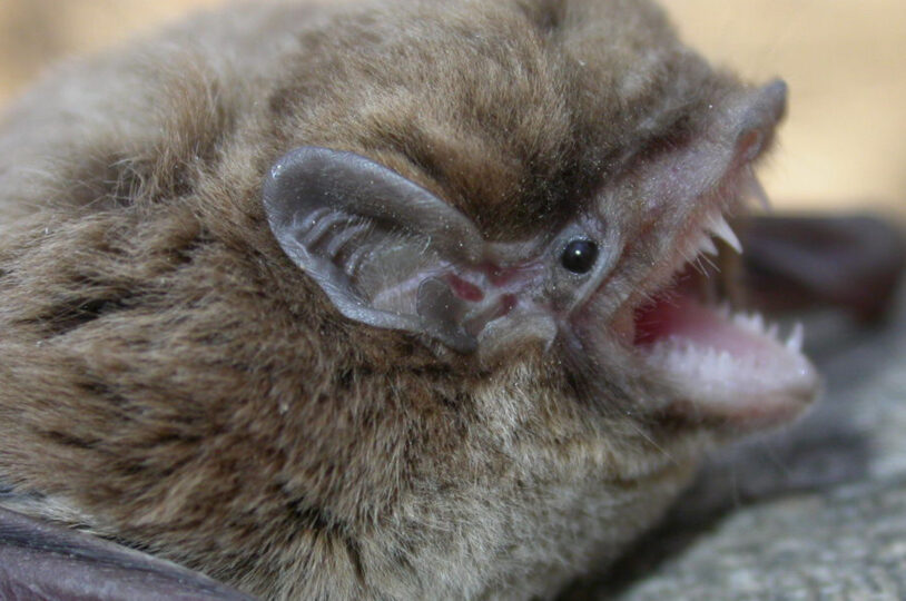 Micro-bats - All About Bats