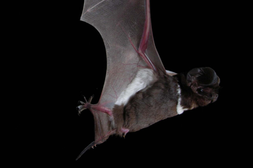 Freetail Bats - All About Bats