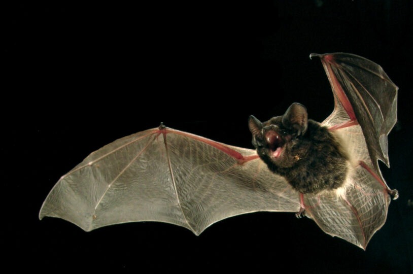 Micro-bats - All About Bats