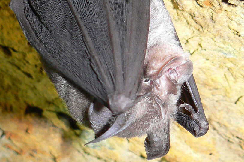 Micro-bats - All About Bats