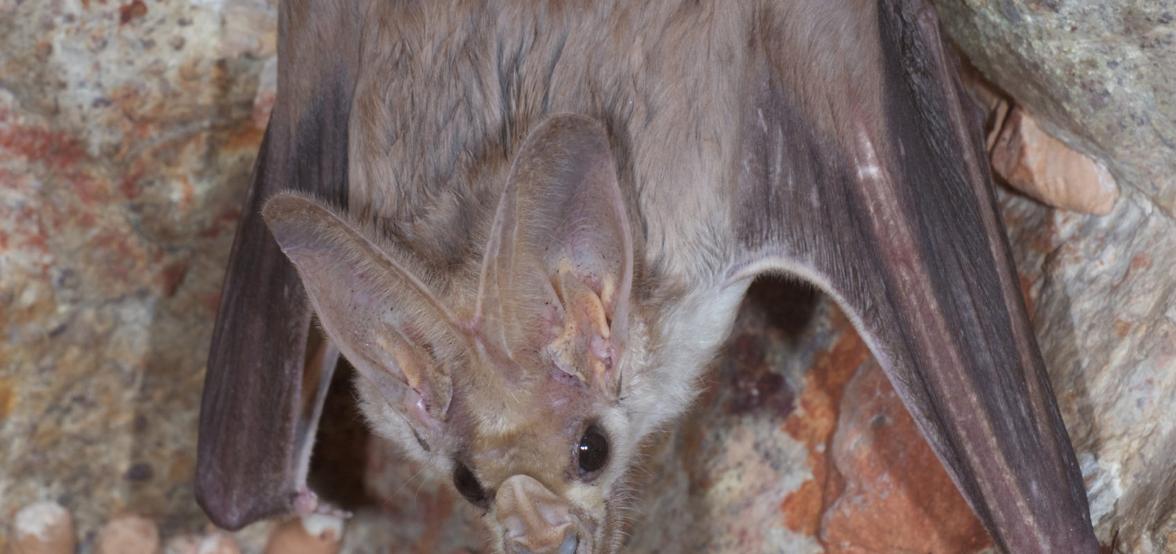 Ghost bat - All About Bats