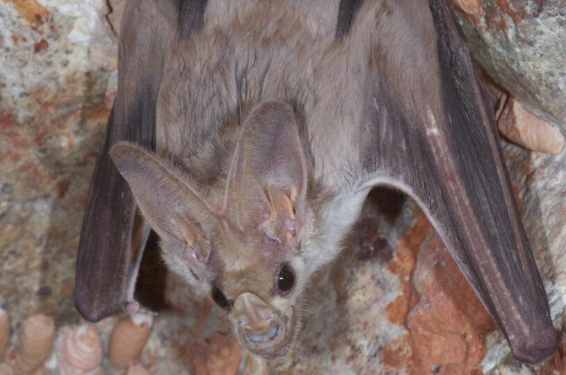 Micro-bats - All About Bats