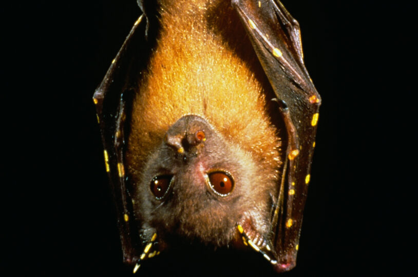 Mega-bats - All About Bats