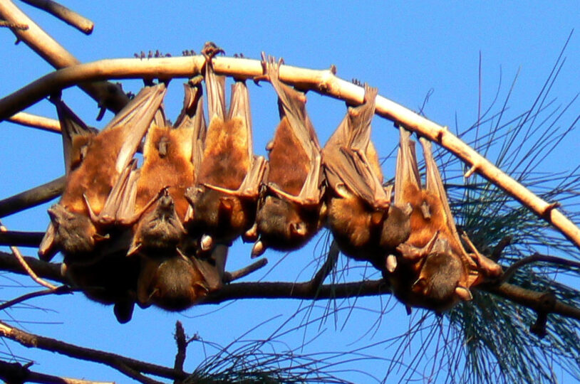 Mega-bats - All About Bats