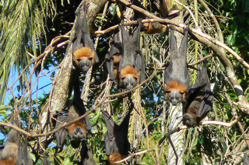 Mega-bats - All About Bats