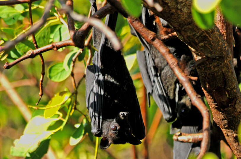 Mega-bats - All About Bats