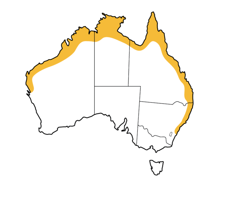 Black flying-fox - All About Bats