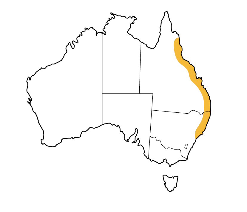 Eastern forest bat - All About Bats