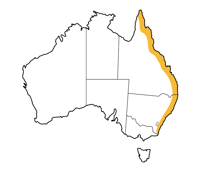 Golden-tipped bat - All About Bats