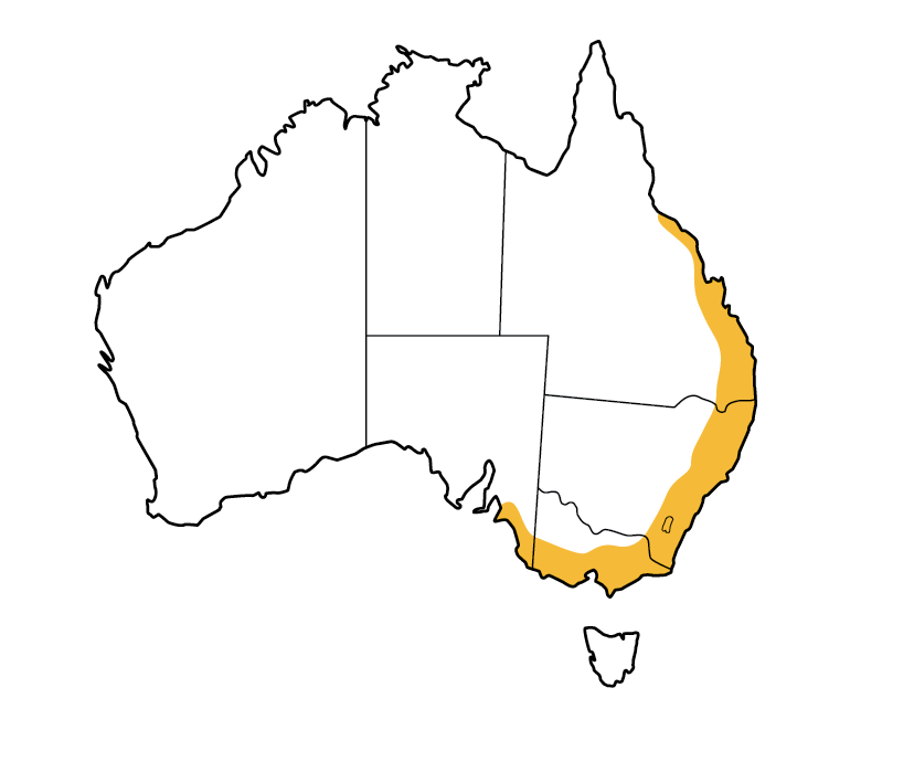 Grey-headed flying-fox - All About Bats