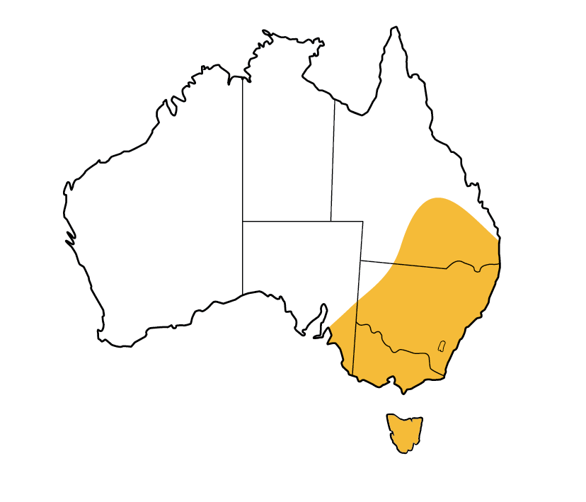 Little forest bat - All About Bats